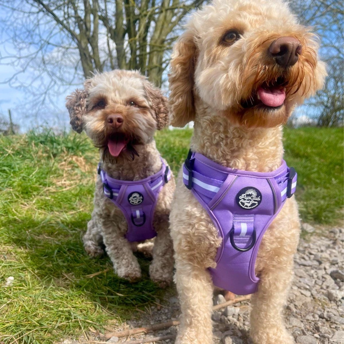 Lilac Blush Dog Harness Collection | PupClub Couture