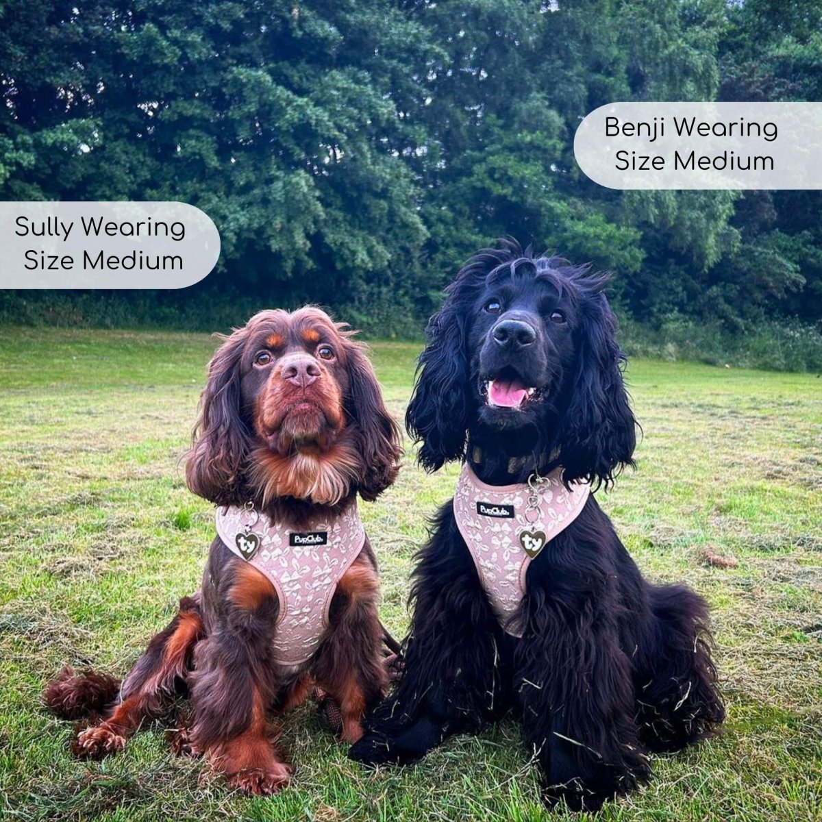 PupClub Couture – Dog Accessories and Harnesses – Shop Now