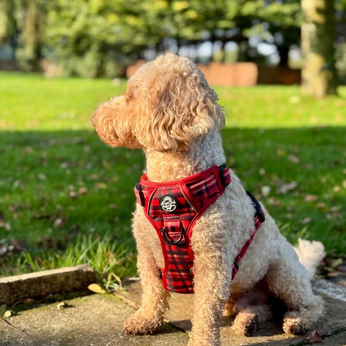 PupClub Couture – Dog Accessories and Harnesses – Shop Now